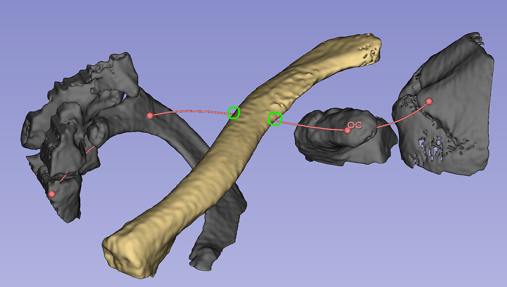 How to get first and last contact point between a vtkMRMLMarkupsCurveNode and a model? - Support ...