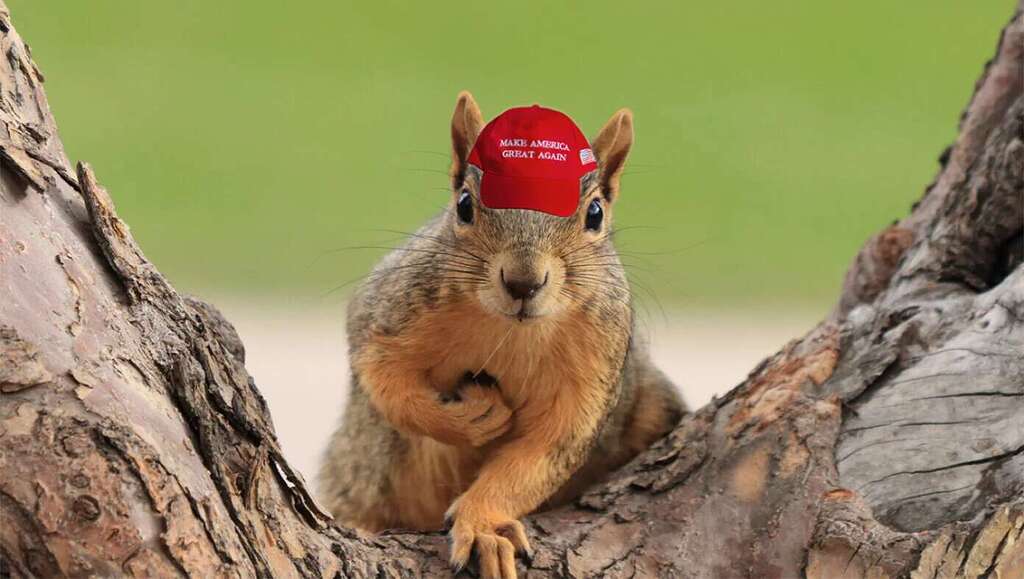 Radicalized Squirrels In MAGA Hats Begin Uprising----Da Bee! - News ...