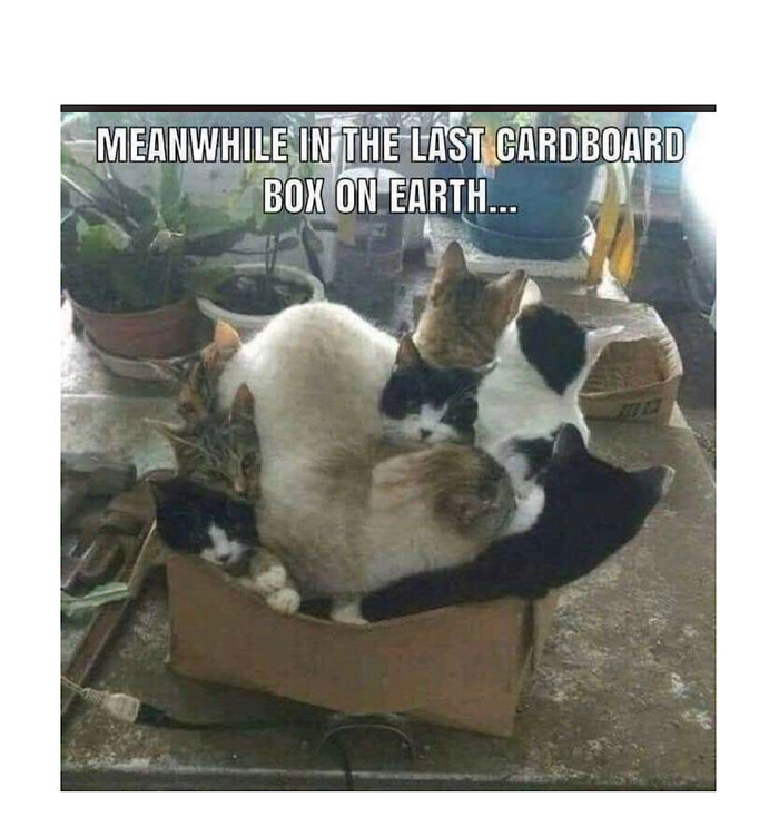 Memes that don’t fit elsewhere II (NO Politics) (Part 2) - #138 by ...