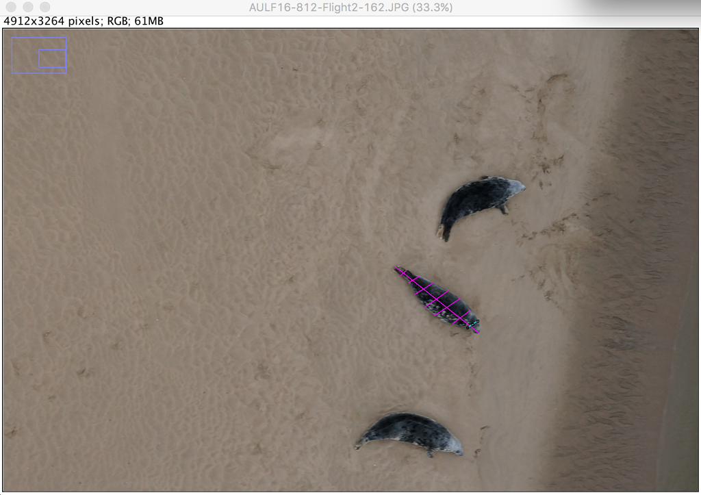 Segmented Measuring of Seals Using ImageJ - Image Analysis - Image.sc Forum