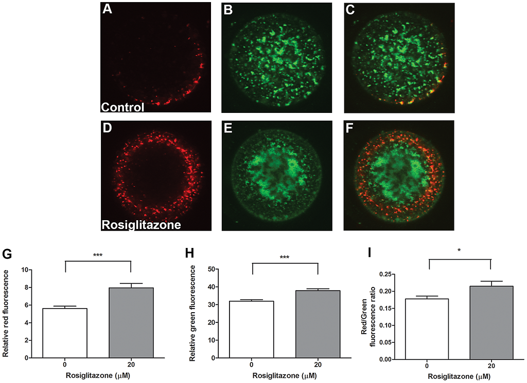 Quantify fluorescence intensity to analysis mitochondria activity ...