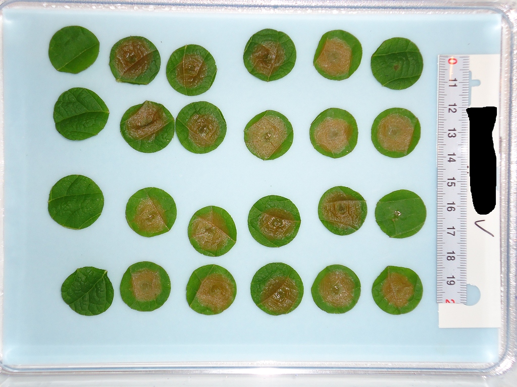 Threshold macro issues bioassay - Image Analysis - Image.sc Forum