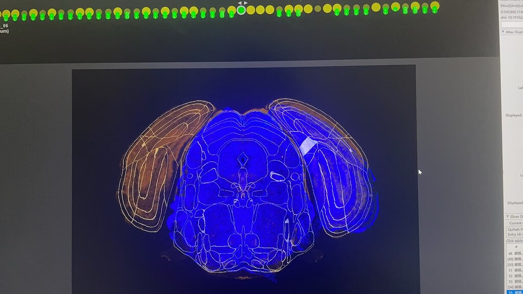 How to align better - Usage & Issues - Image.sc Forum