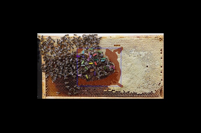 How to count bees (pattern recognition and segmentation) - Image ...