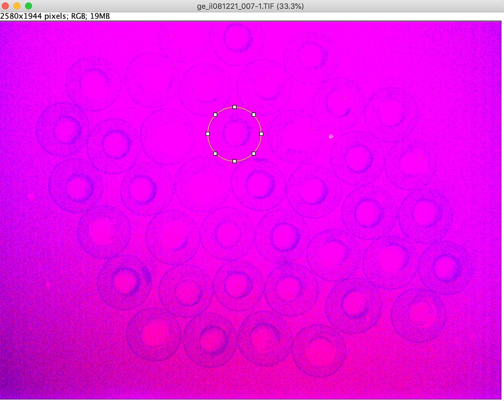 Segmentation of eggs - Image Analysis - Image.sc Forum