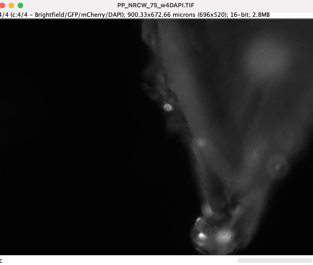 Bioformats import makes all files the same color - Usage & Issues - Image.sc Forum