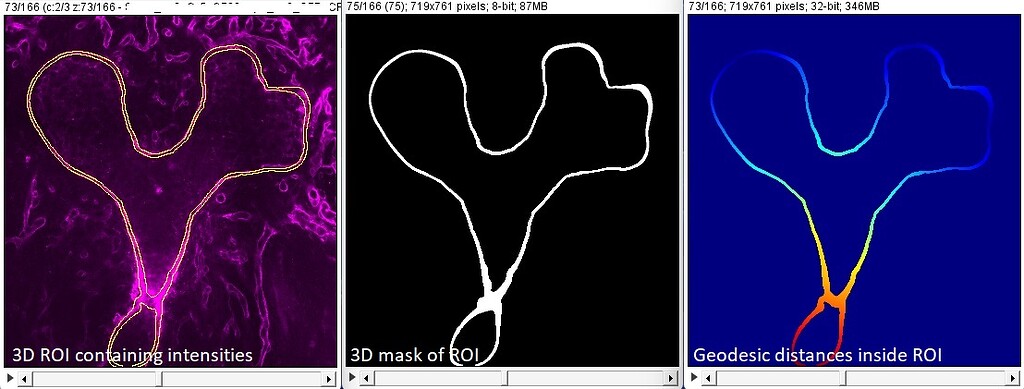 Plot intensities based on distance/curvature in 3D - Image Analysis - Image.sc Forum