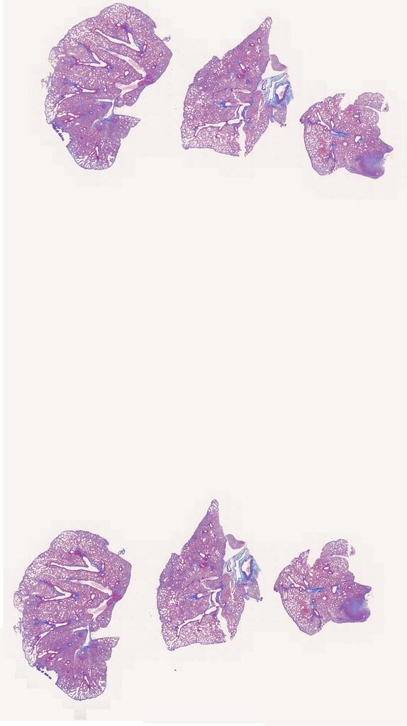 QuPath image upload issues - Usage & Issues - Image.sc Forum