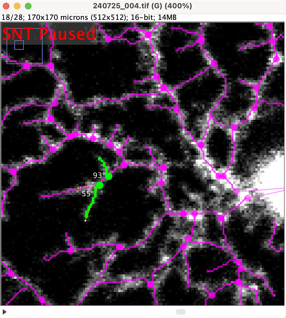 Batch Measure Paths of a Specific Length, # of Branch Points, and Angle ...
