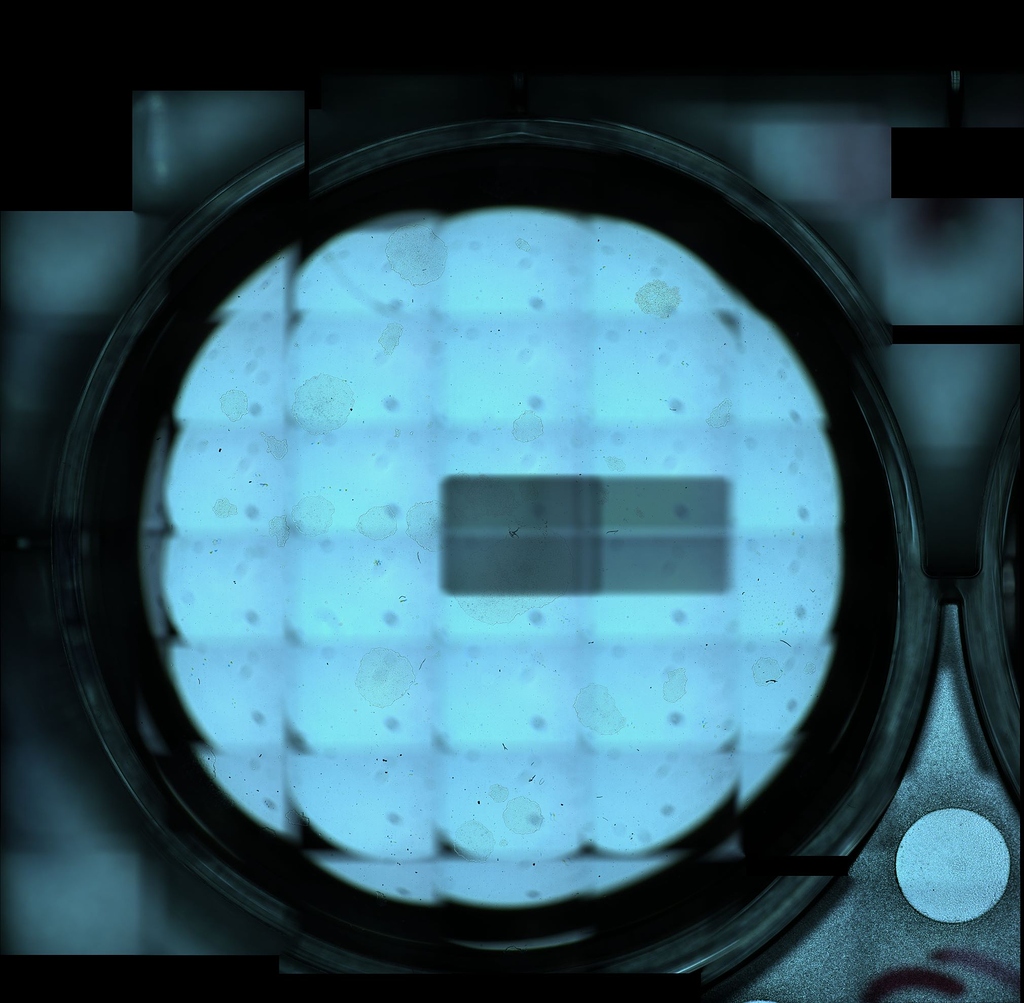 Preventing Tile Migration when using the Grid/Collection Stitching Plugin - Usage & Issues ...