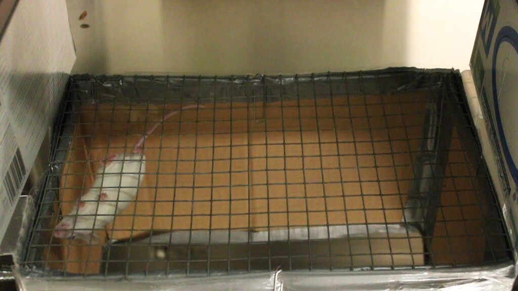 Can DLC track particular actions? - Image Analysis - Image.sc Forum