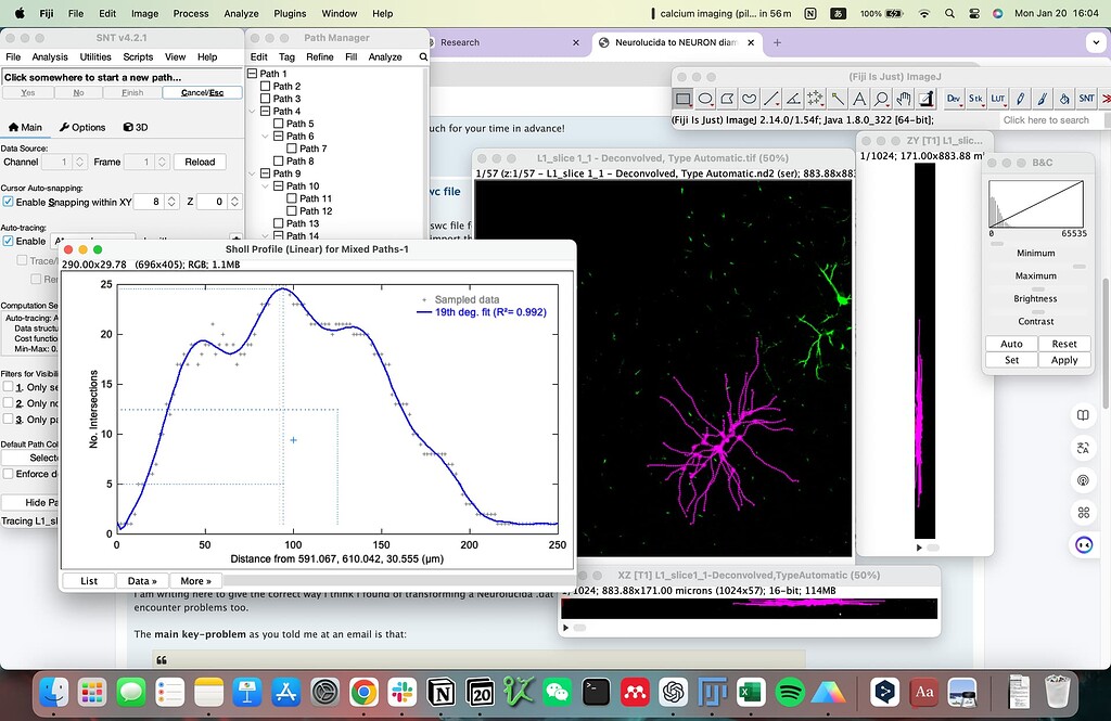 XYZ correction for swc file during 3D sholl analysis with SNT - Image Analysis - Image.sc Forum