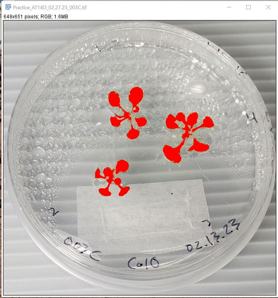 Make A Mask Using Color Threshold With Imagej And Then Turn This Process Into A Macro Image