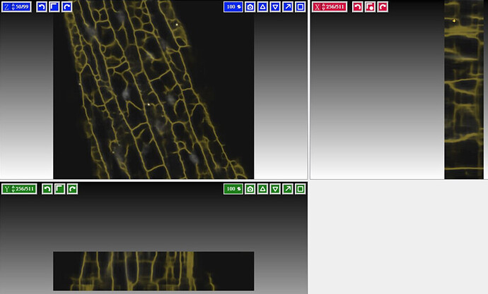Nuclear/Cytoplasm quantification and fluorescence intensity in plants (z-stack) - Image Analysis ...