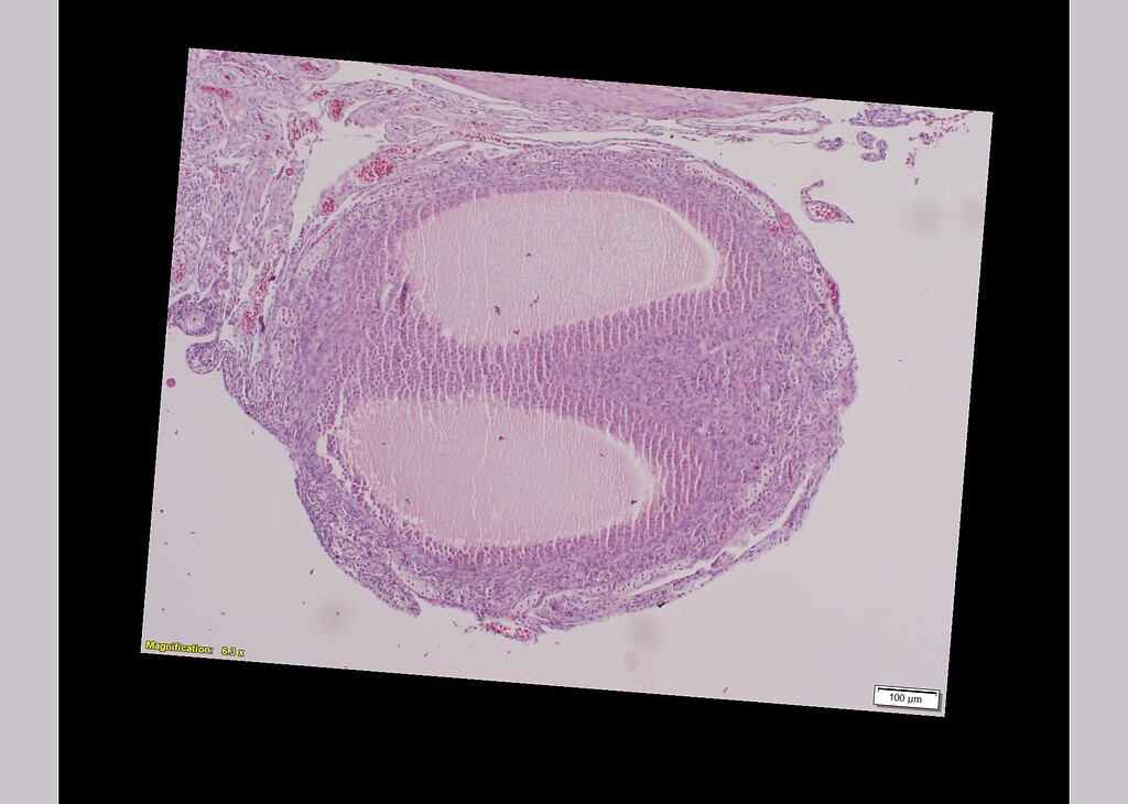 How to set background color while using Register Virtual Stack Slices? - Usage & Issues - Image ...
