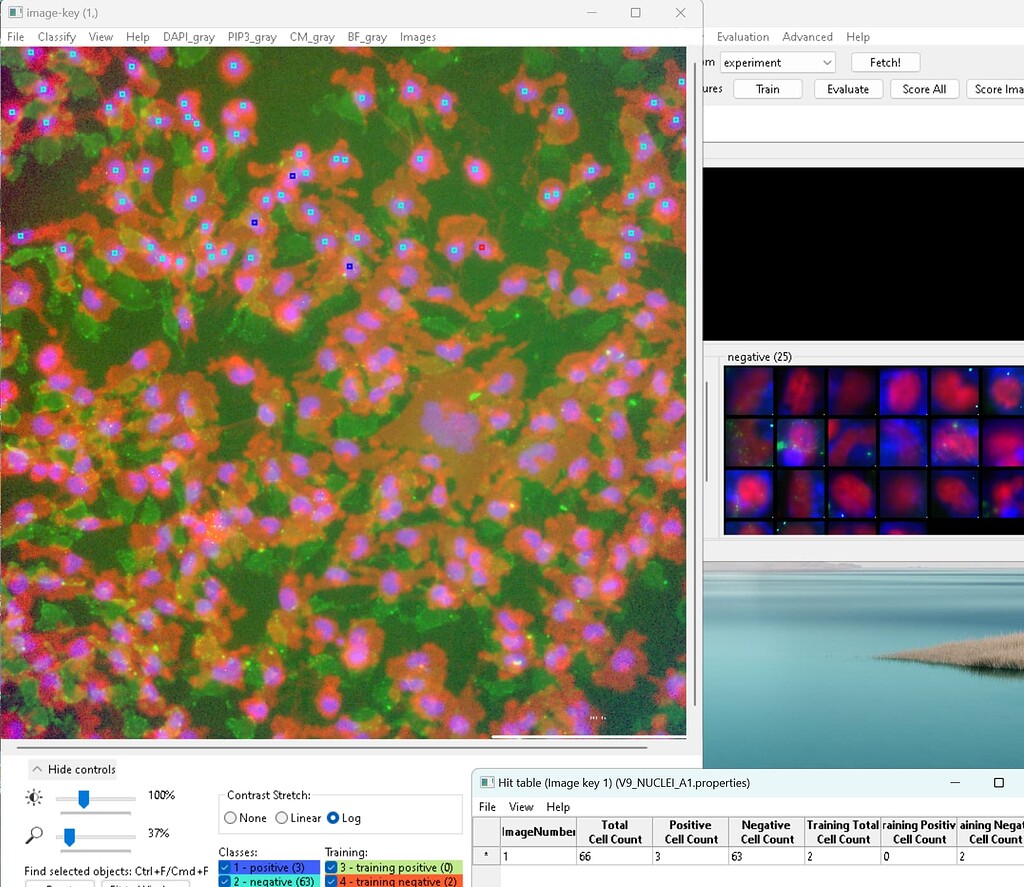 Issue with Cell Count Mixing Up Nuclei count for another data column - Image Analysis - Image.sc ...