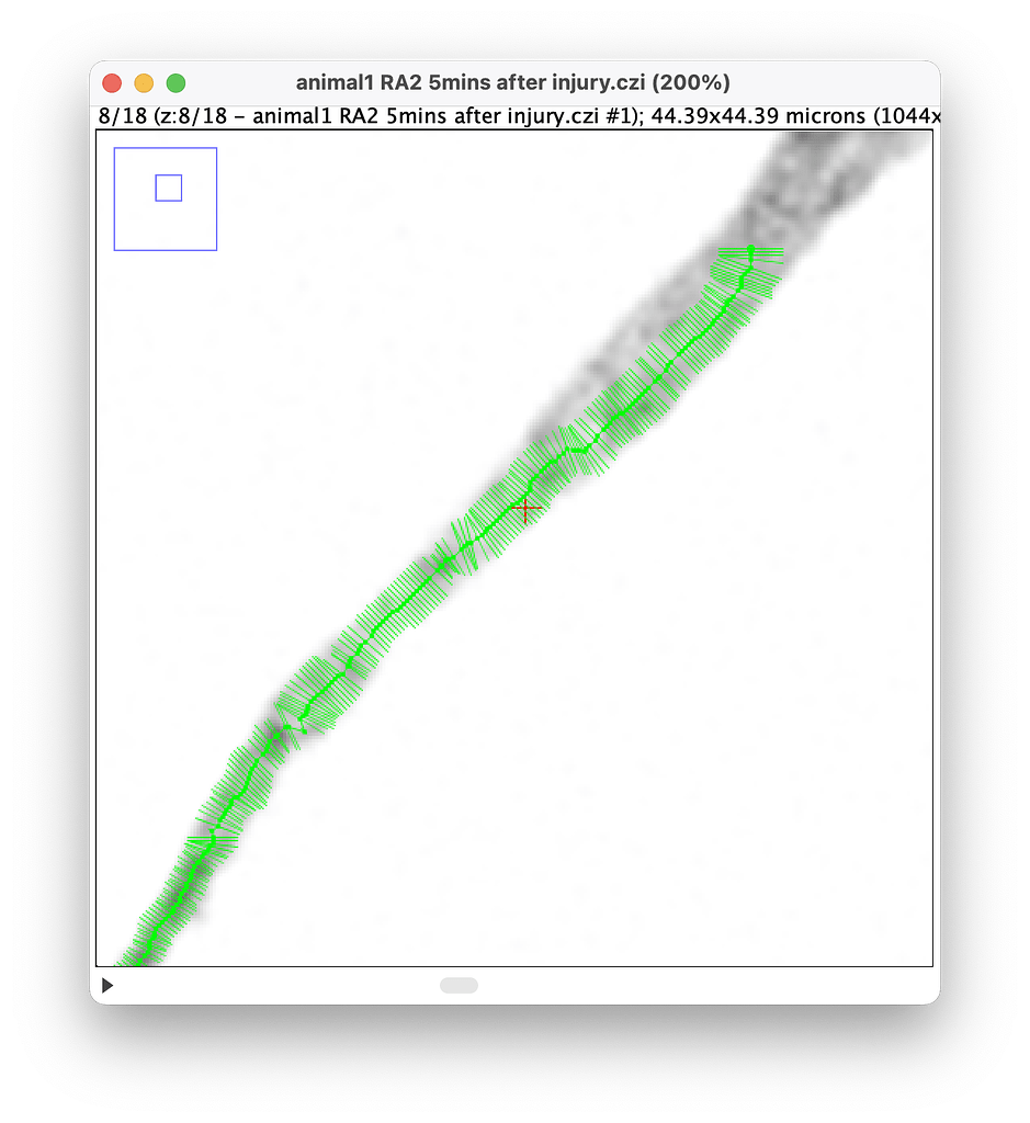 Path Fitting on 2D neurites of varying diameters - Image Analysis ...