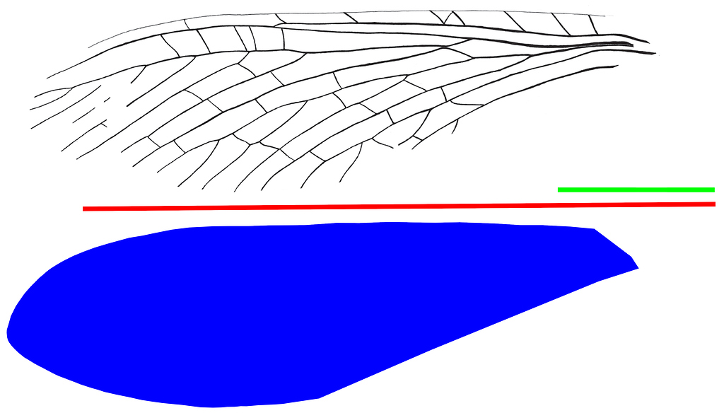 Batch measuring area and lengths of curves - Image Analysis - Image.sc Forum