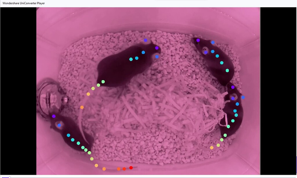 Tracking malfunctioning with deeplabcut even tough estimation works - Usage & Issues - Image.sc ...