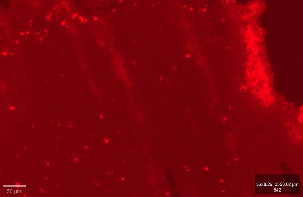 QuPath AutoFluorescence Analysis Thresholding Gene Expression - Image Analysis - Image.sc Forum