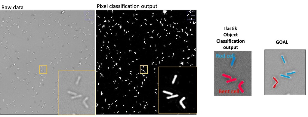 Optimising Ilastik Pixel classification output (via watershedding?) - Image Analysis - Image.sc ...