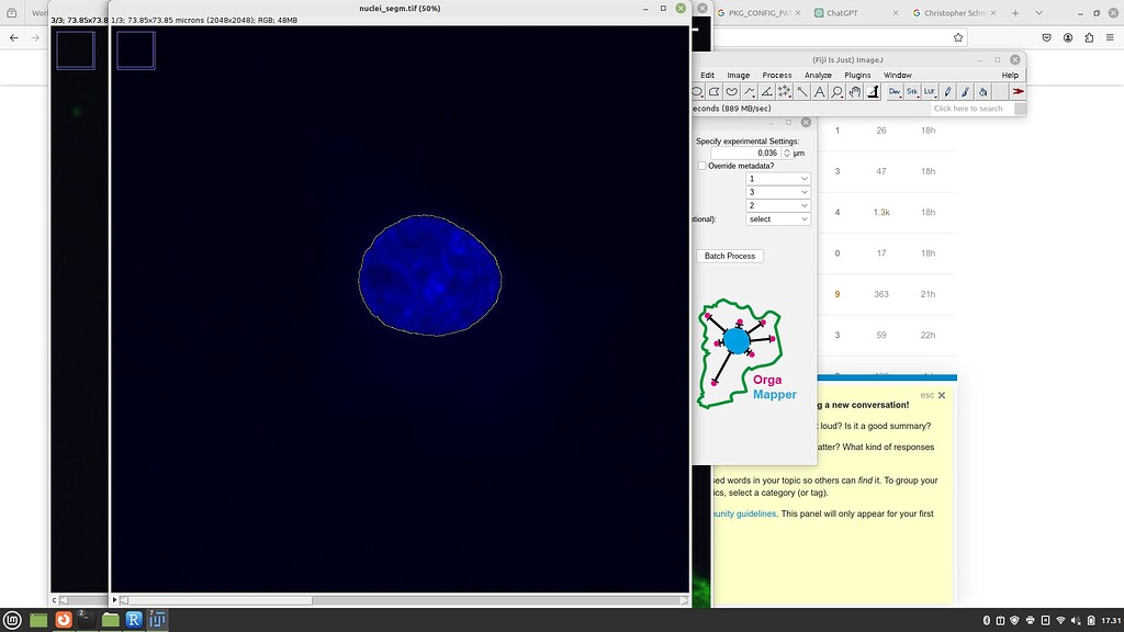 Orgamapper segmentation for cells - SOLVED - Image Analysis - Image.sc Forum