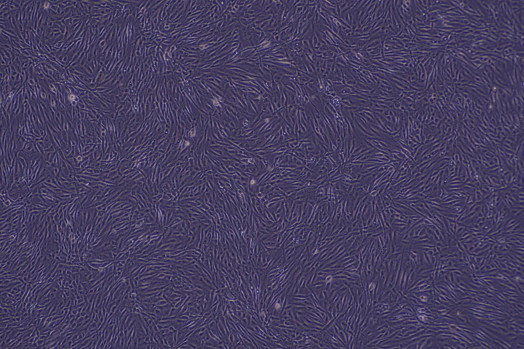 How to use Cellpose? (With Google Colab) - Image Analysis - Image.sc Forum