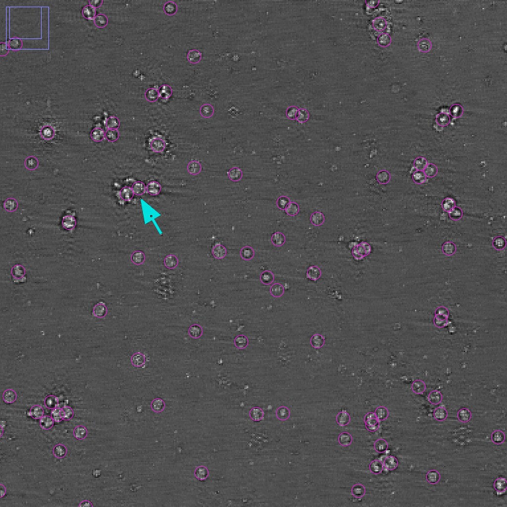 Trackmate filtering nearest neighbors - Image Analysis - Image.sc Forum