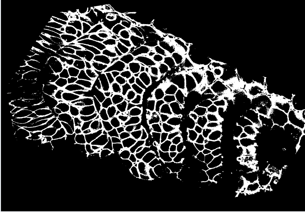 Creating a binary Mask - Image Analysis - Image.sc Forum