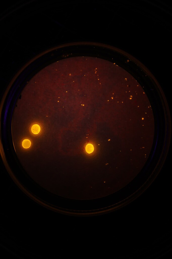 How do I create individual color thresholds for image stacks and ...