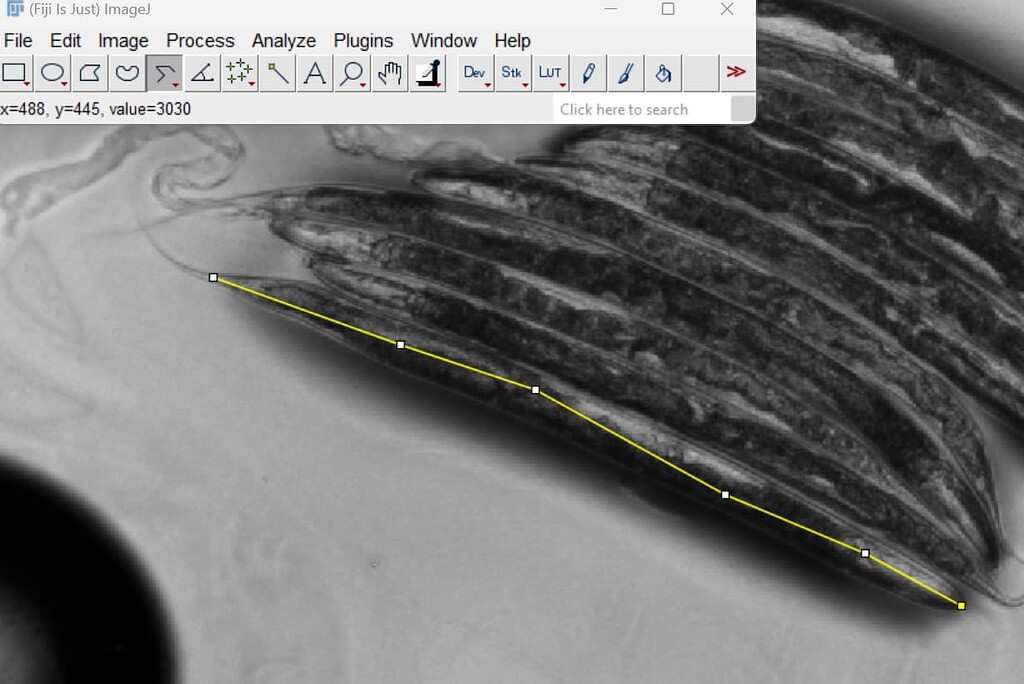 Finding the center of a segmented line - Image Analysis - Image.sc Forum