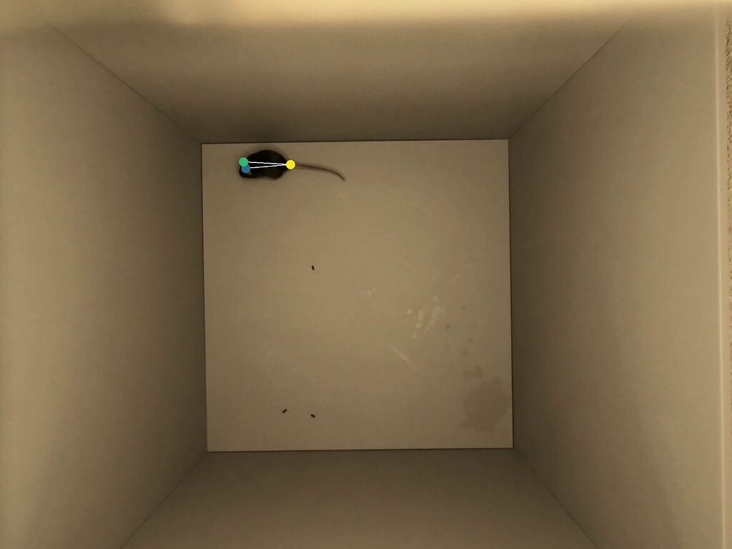 Outlier frame labels are way off while the prediction is excellent - Usage & Issues - Image.sc Forum