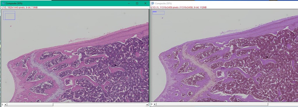 Applying BigStitcher to RGB images, LUTs are changed - Usage & Issues - Image.sc Forum