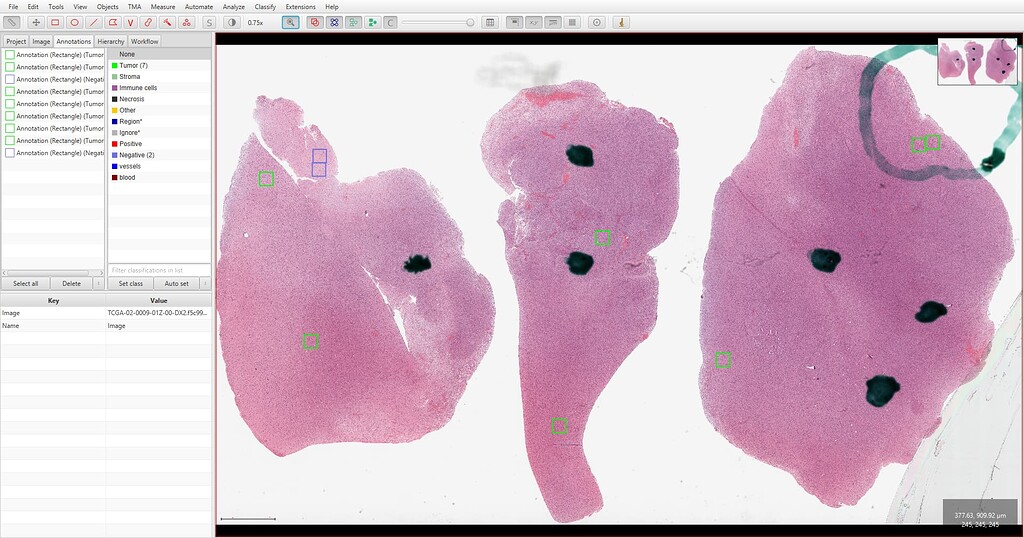 Batch export qupath images with annotations - Usage & Issues - Image.sc Forum