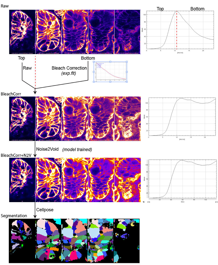 Good use of Noise2Void - Usage & Issues - Image.sc Forum