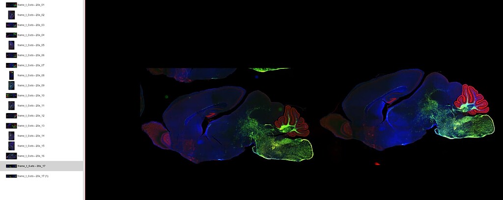 How to crop an image - Image Analysis - Image.sc Forum