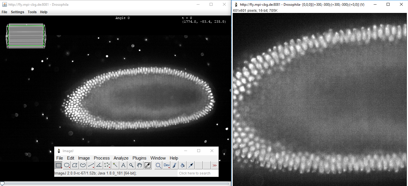 BigDataViewer/BigDataServer: get an ImagePlus Image of the current slice - Development - Image ...