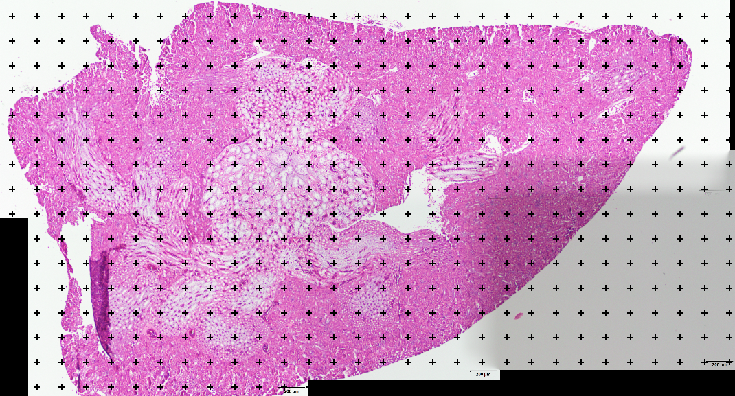 Counting Points Using a Grid - Image Analysis - Image.sc Forum