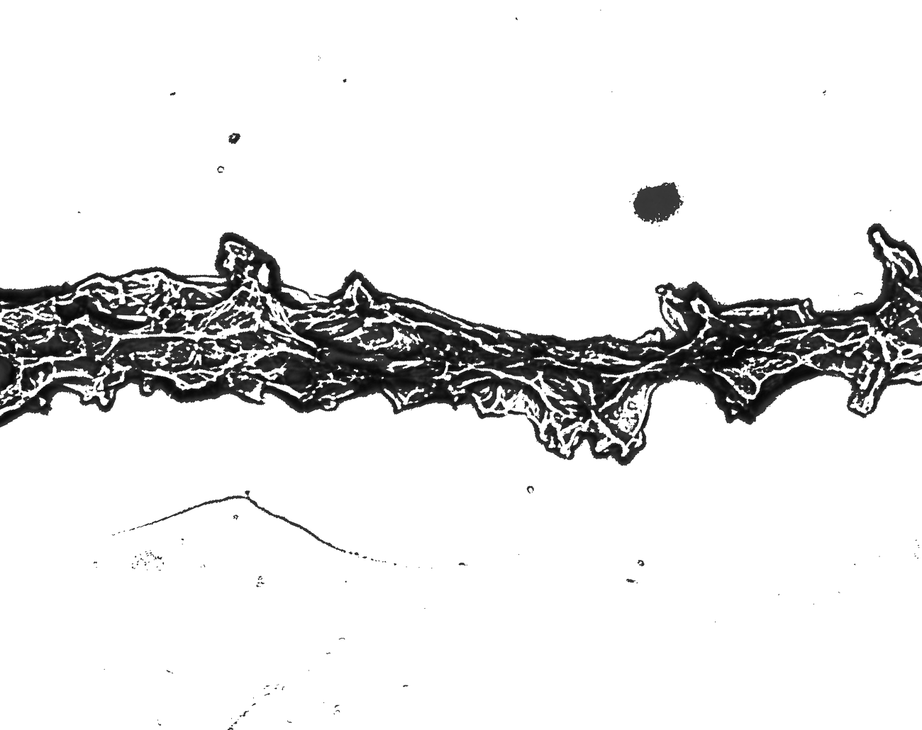 Determine average width of irregular line - Image Analysis - Image.sc Forum
