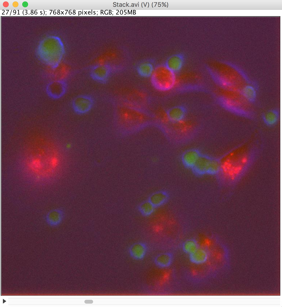 Quantify Cell Aggregation - Image Analysis - Image.sc Forum
