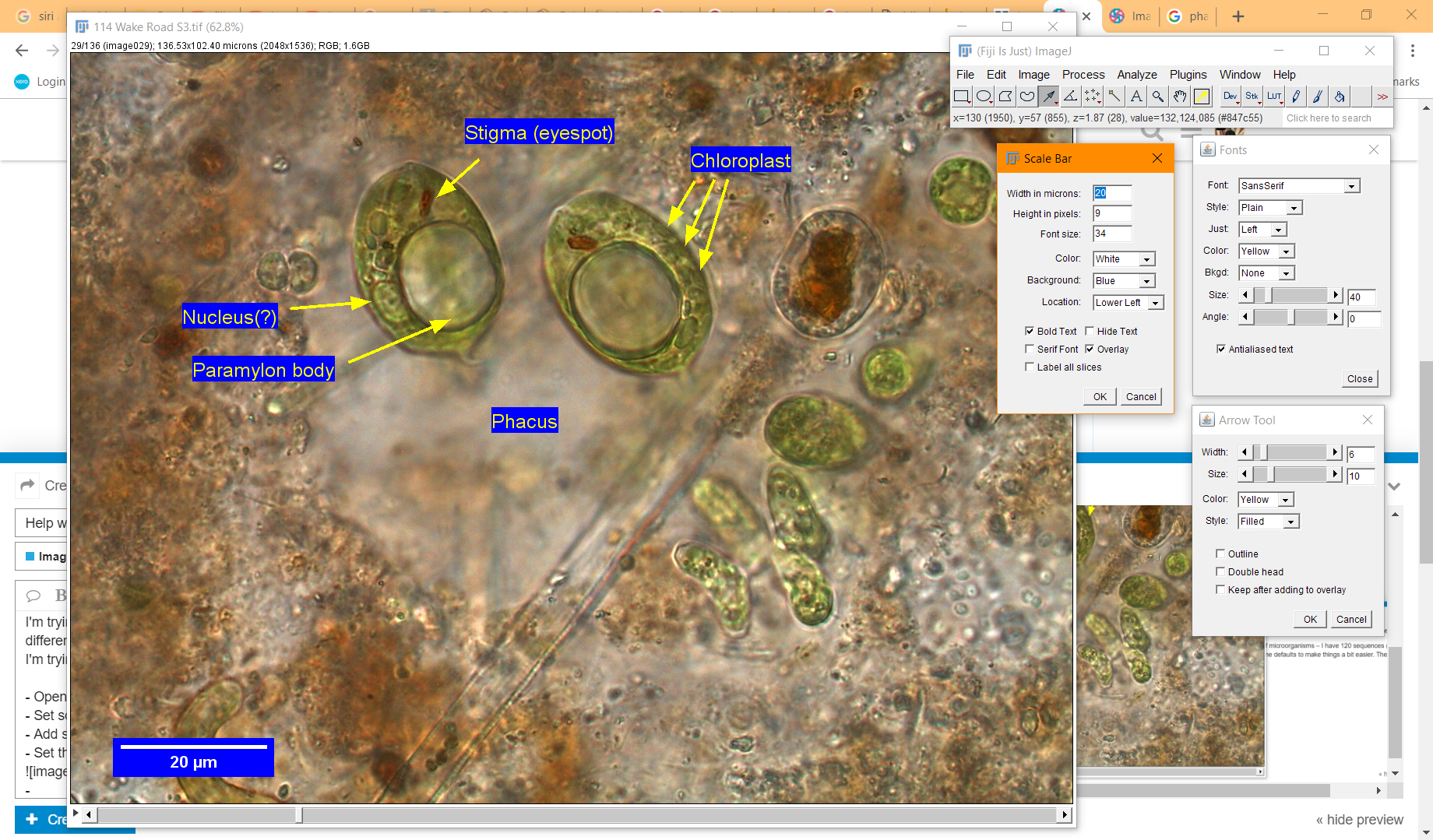 Help with ImageJ Basics? - Image Analysis - Image.sc Forum