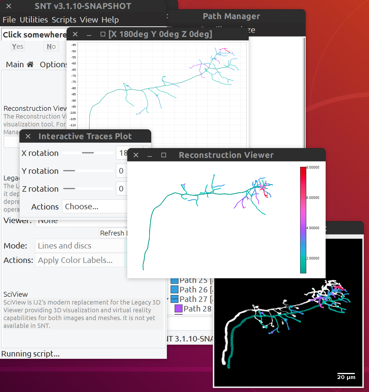 Simple Neurite Tracer Tracing to Adobe Illustrator - Image Analysis - Image.sc Forum