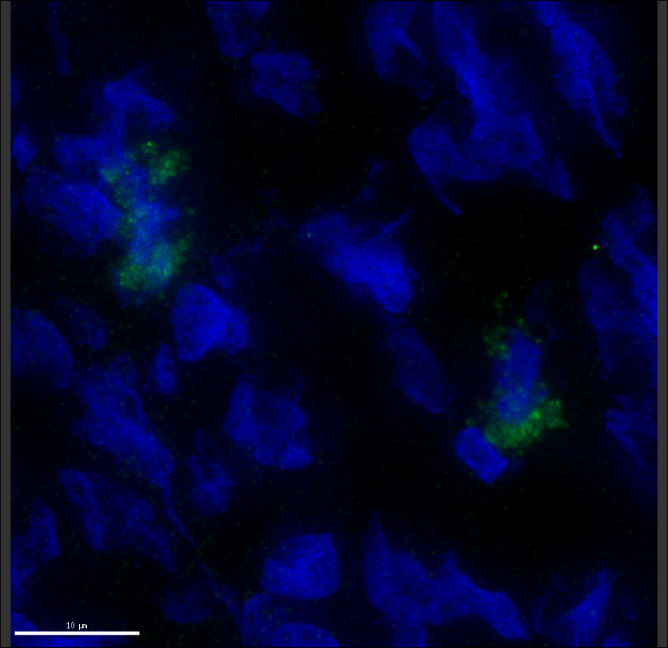 Identifying cells based on expression of DAPI than check if the cells ...