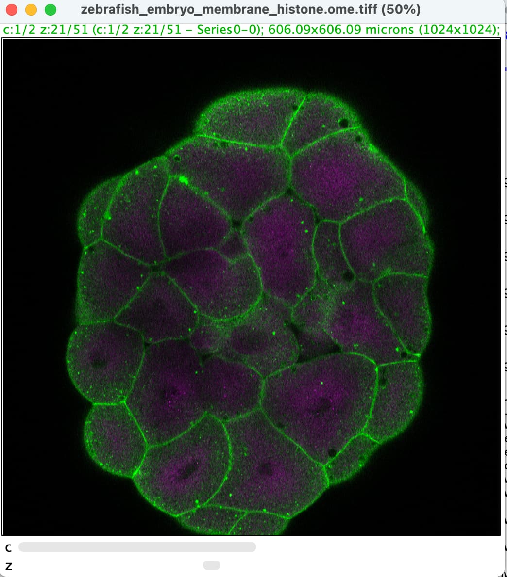 Bio-Formats Color wrong for ImageJ images - Usage & Issues - Image.sc Forum
