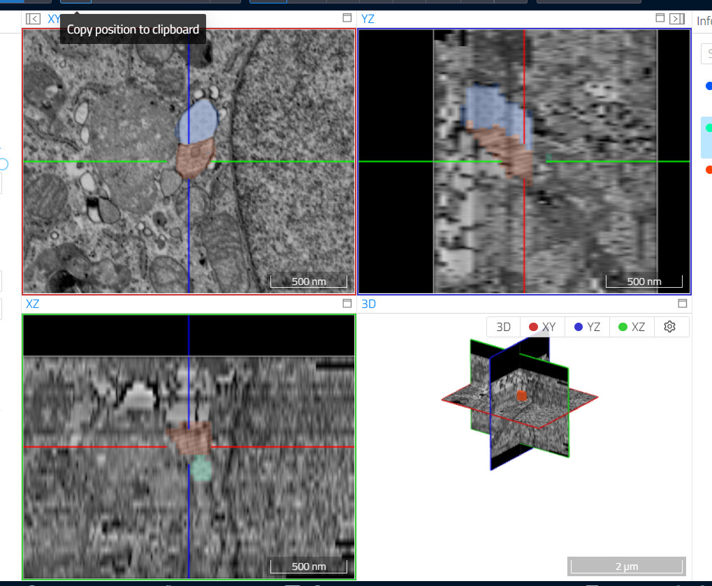 [webKnossos] generate an animation without passing by blender - Usage & Issues - Image.sc Forum