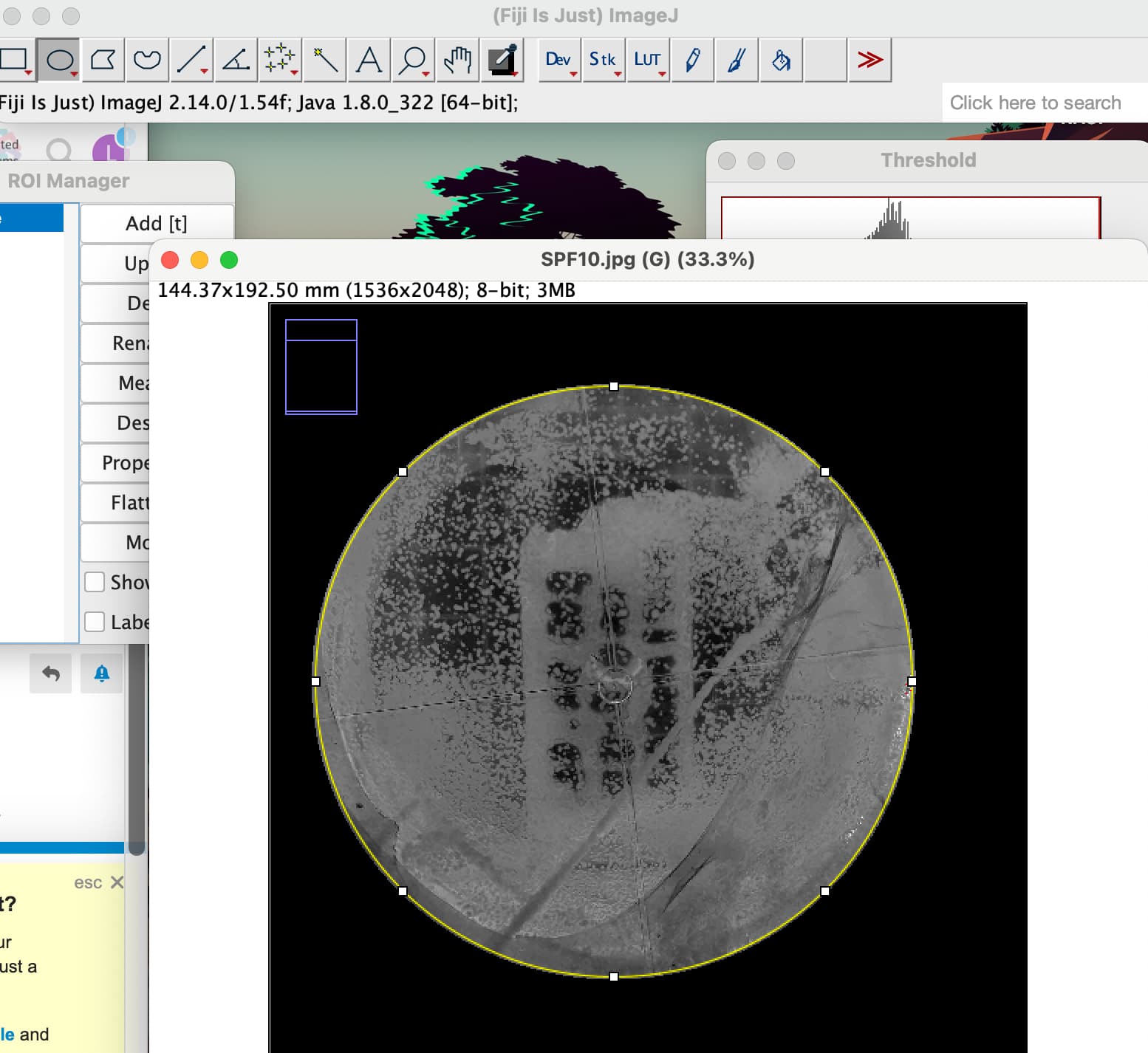 Advice on Area% and Thresholding on ImageJ/Fiji - Image Analysis - Image.sc Forum
