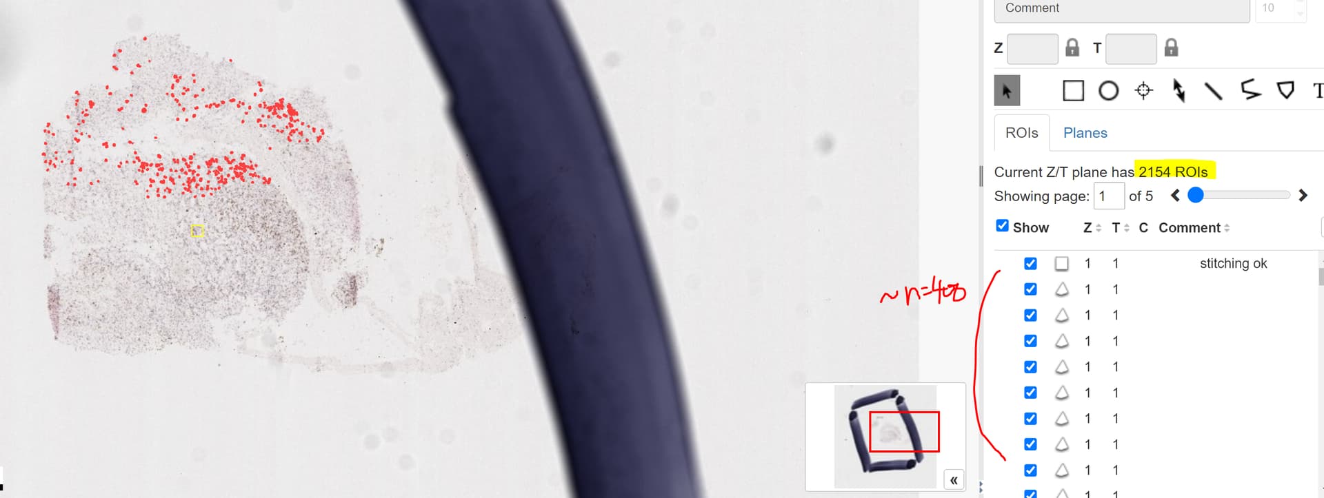 QuPath - Merging positive cells into one object/annotation and upload on omero - Image Analysis ...