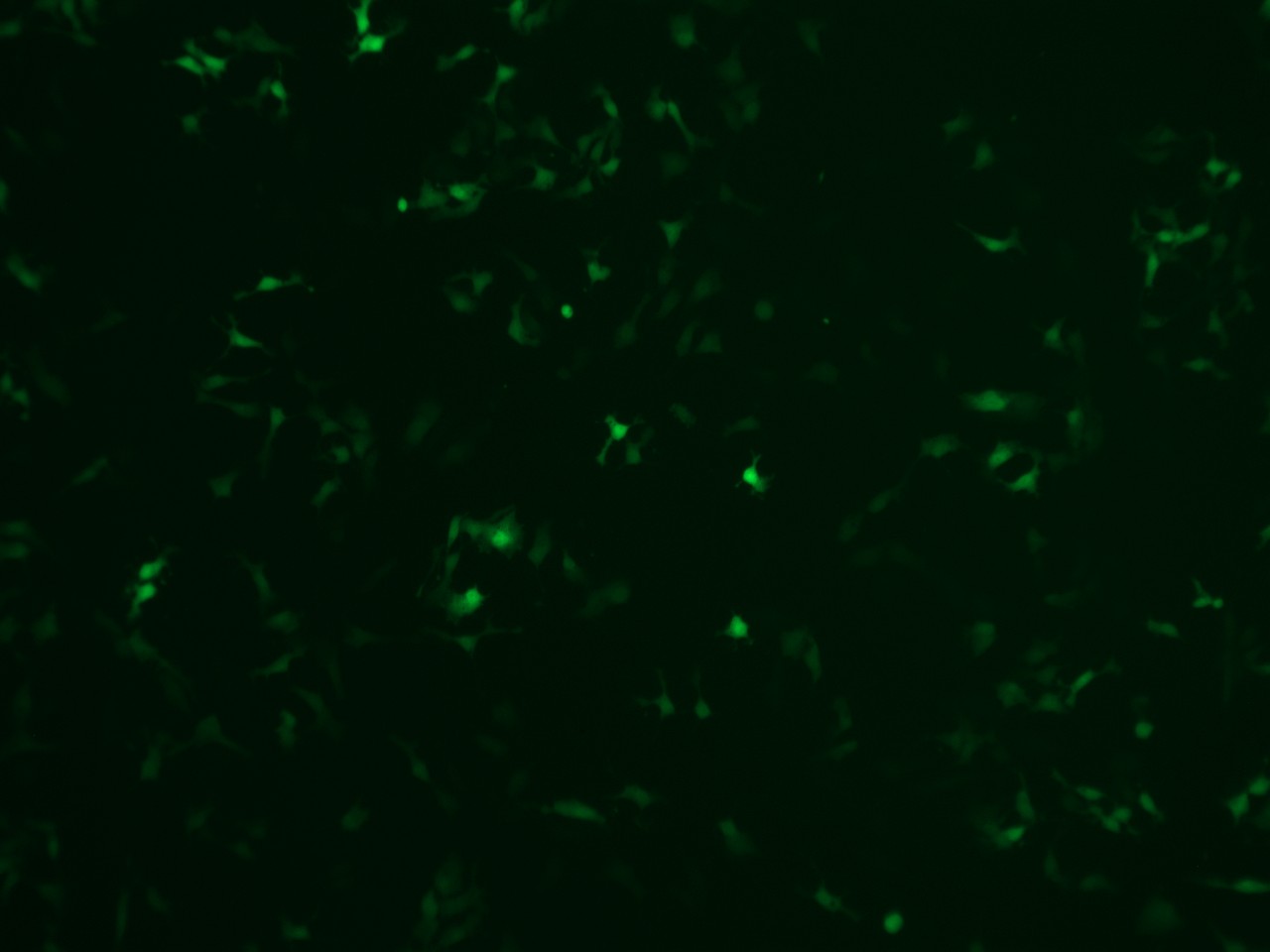 CellProfiler segmentation of DAPI and GFP - Image Analysis - Image.sc Forum