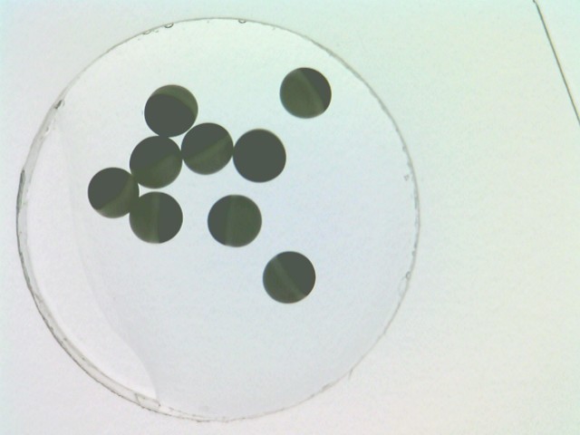 Help with segmentation/declumping touching objects - Image Analysis - Image.sc Forum