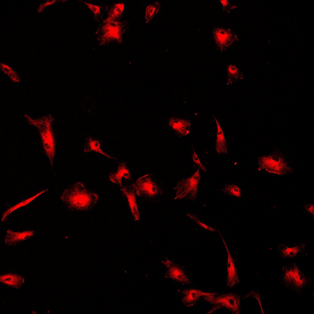 Quantifying cell fluorescence: correcting for cell size and number ...